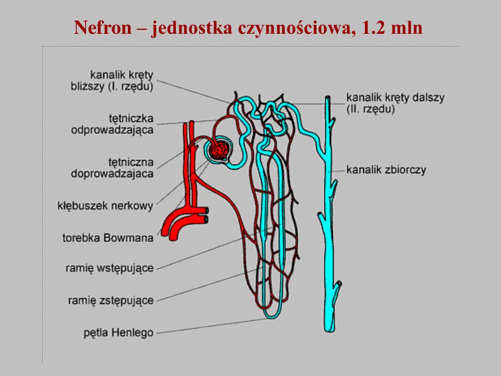 PPT - Izojonia, izowolemia PowerPoint Presentation, free download - ID ...