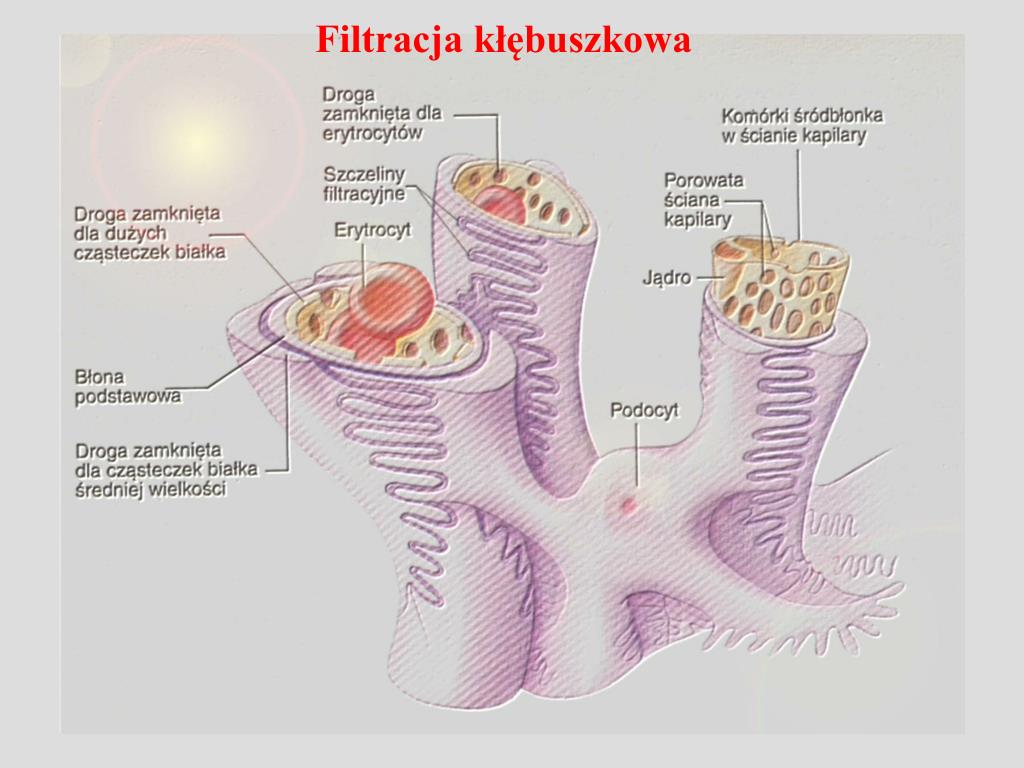 PPT - Izojonia, izowolemia PowerPoint Presentation, free download - ID ...