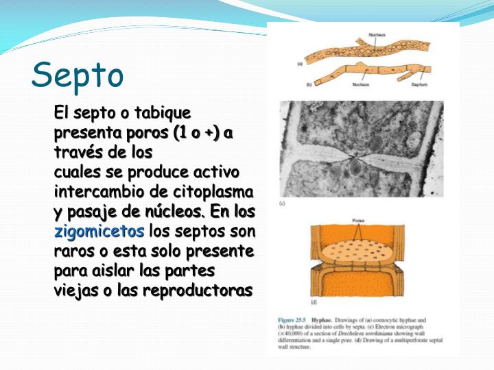 PPT - Hongos PowerPoint Presentation - ID:4354083