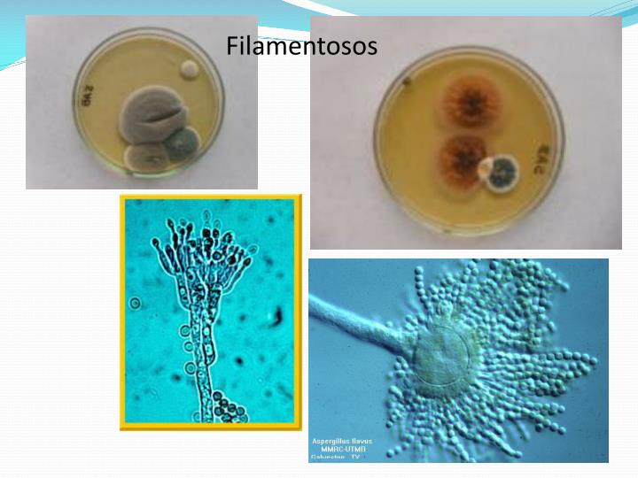 PPT - Hongos PowerPoint Presentation - ID:4354083