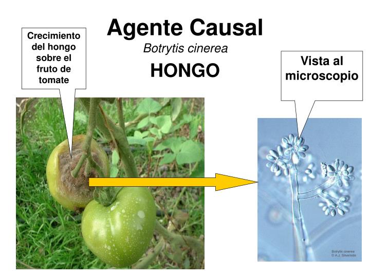 PPT - Enfermedades en Cultivos Hortícolas Tomate y Pimiento PowerPoint ...