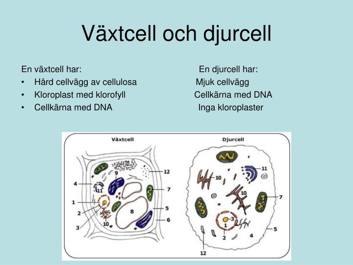 PPT - Cellen PowerPoint Presentation - ID:4354722