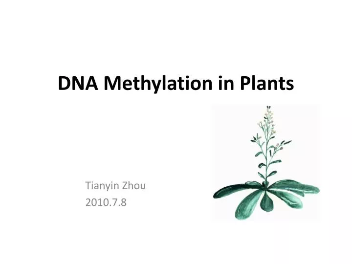 PPT - DNA Methylation in Plants PowerPoint Presentation, free download ...