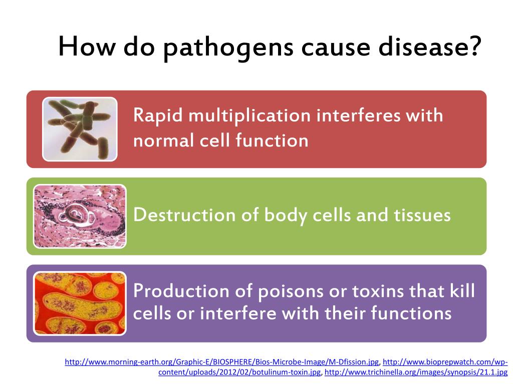 PPT - The Biology of Disease PowerPoint Presentation, free download ...