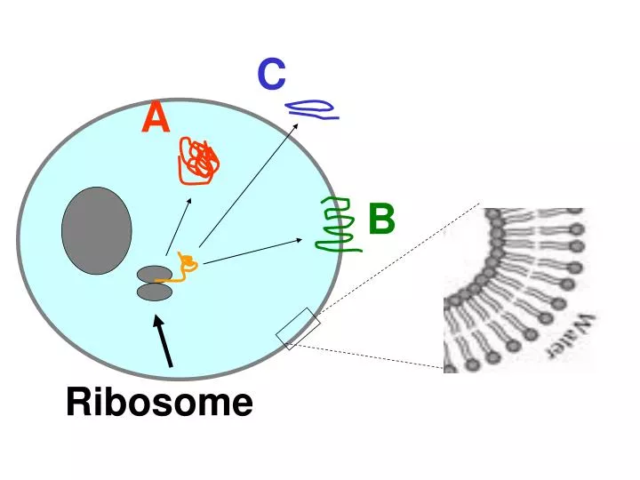 PPT - Ribosome PowerPoint Presentation, free download - ID:4356593
