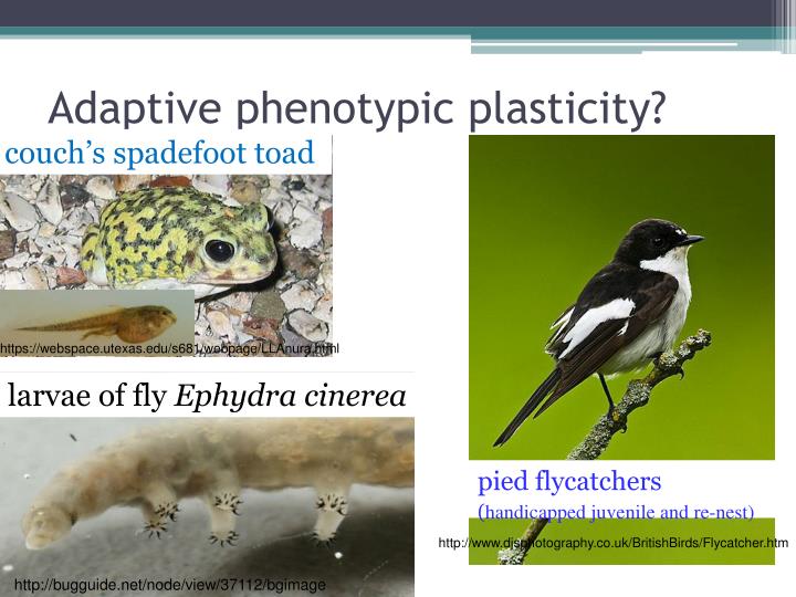 PPT - The Evolution of Life Histories PowerPoint Presentation - ID:4358444