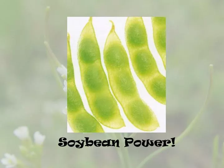 PPT - Soybean Power! PowerPoint Presentation, free download - ID:4359101