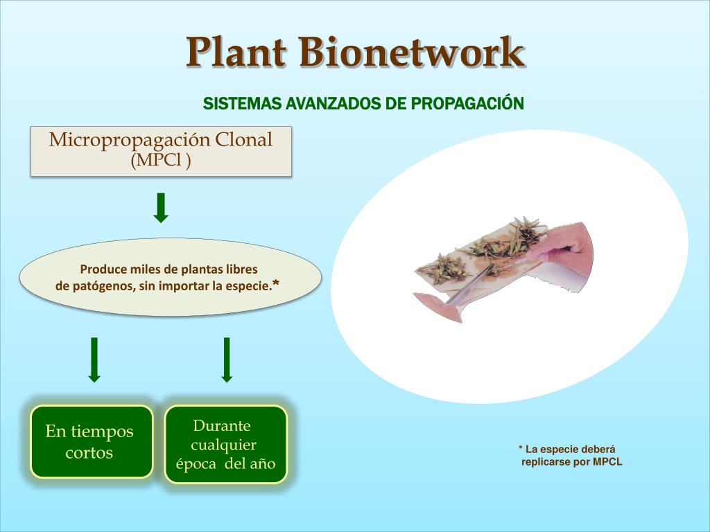 PPT - Plant Bionetwork PowerPoint Presentation, free download - ID:4359109