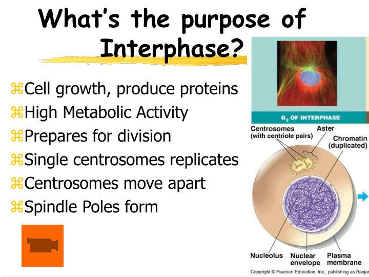 PPT - Chapter 12: Cell Cycle PowerPoint Presentation - ID:4359644