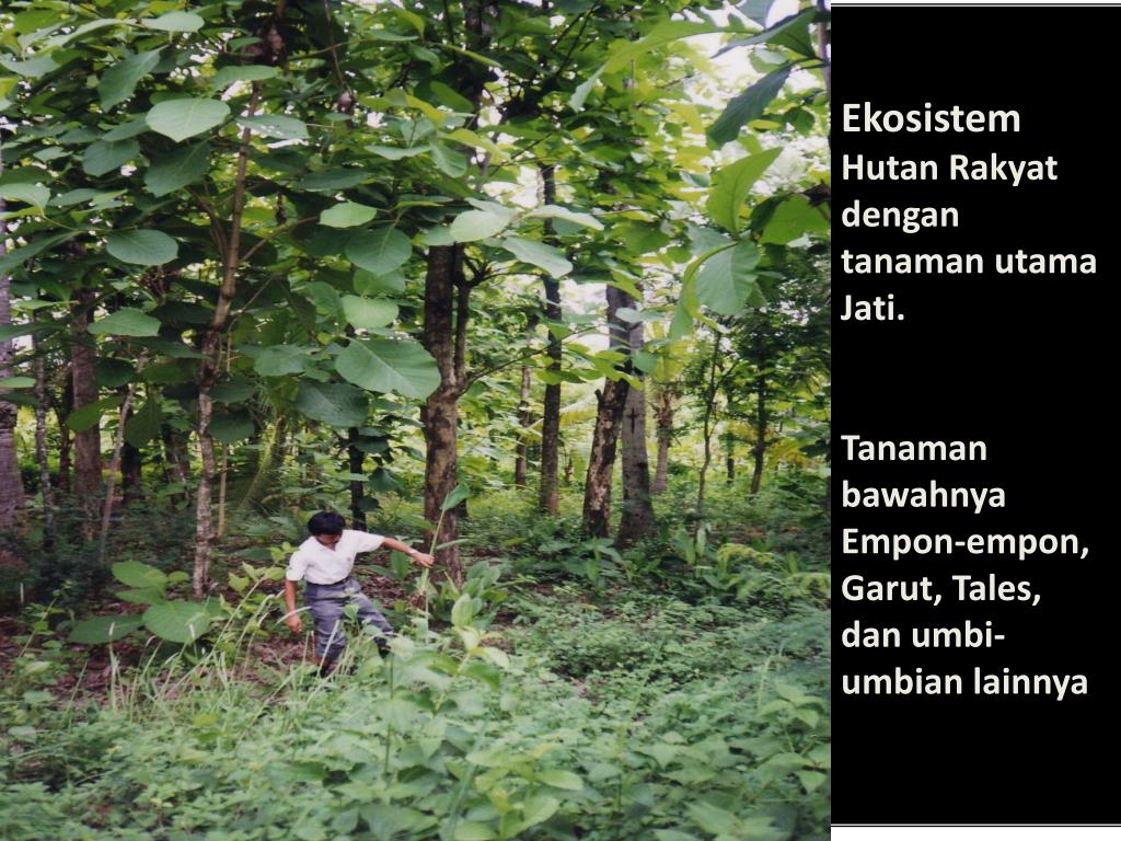 PPT - Pertemuan ke : 10 HUTAN RAKYAT ( PRIVATE FOREST) PowerPoint ...