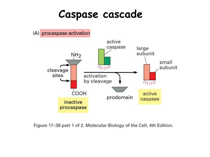 PPT - Chapter 17: Cell Death PowerPoint Presentation - ID:4361839