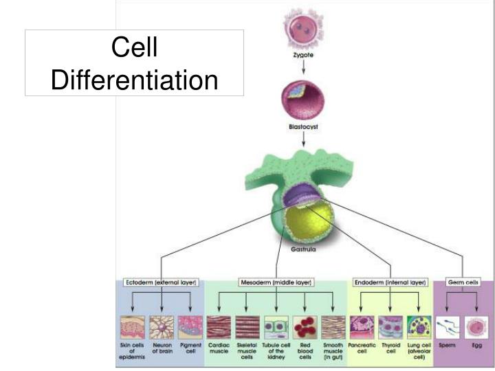 PPT - Making Things Happen - 2 Motor Disorders PowerPoint Presentation ...
