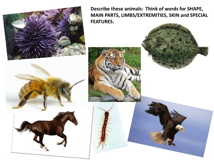 PPT - Describing animals PowerPoint Presentation - ID:4362320