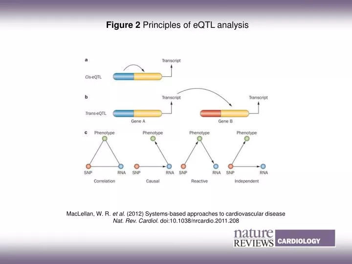 PPT - Figure 2 Principles of eQTL analysis PowerPoint Presentation ...