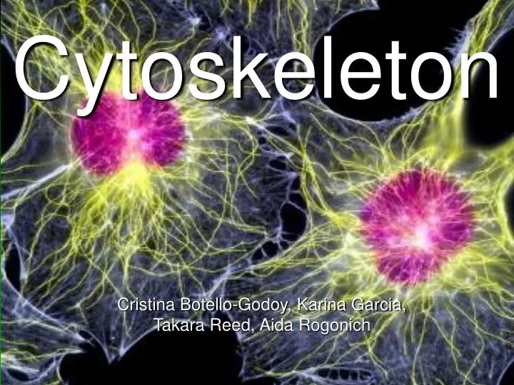 PPT - Cytoskeleton PowerPoint Presentation, free download - ID:4364107