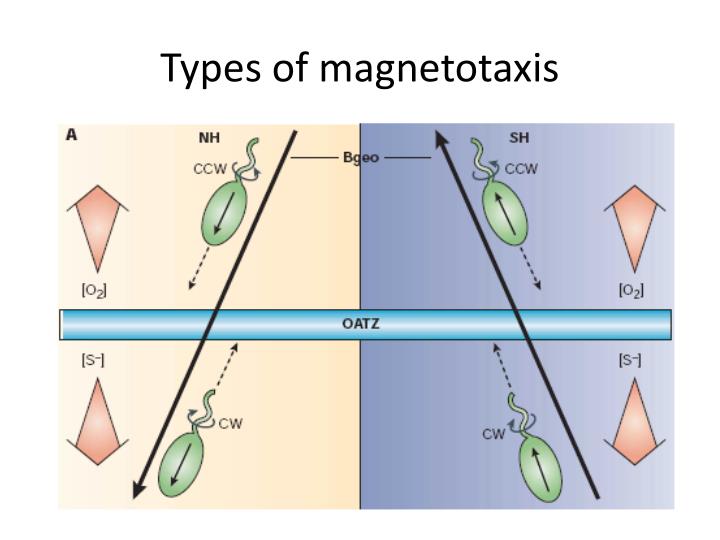 PPT - Biomineralisation of Magnetosomes in Bacteria PowerPoint ...