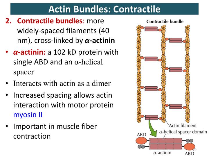 PPT - CYTOSKELETON (I) Actin filaments PowerPoint Presentation - ID:4364147