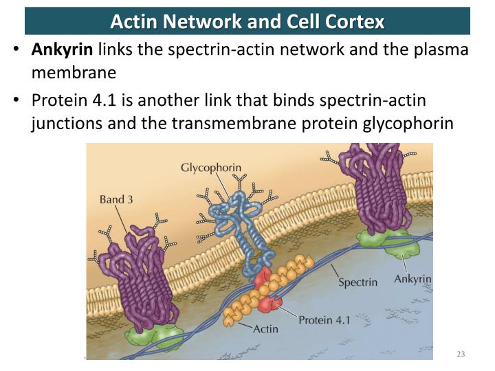 PPT - CYTOSKELETON (I) Actin filaments PowerPoint Presentation - ID:4364147