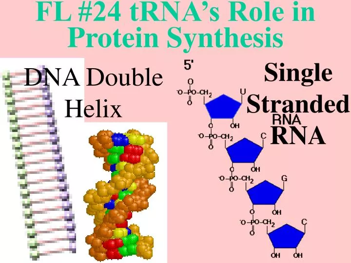 PPT - FL #24 tRNA’s Role in Protein Synthesis PowerPoint Presentation ...