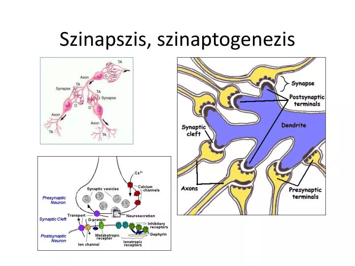 PPT - Szinapszis, szinaptogenezis PowerPoint Presentation, free ...