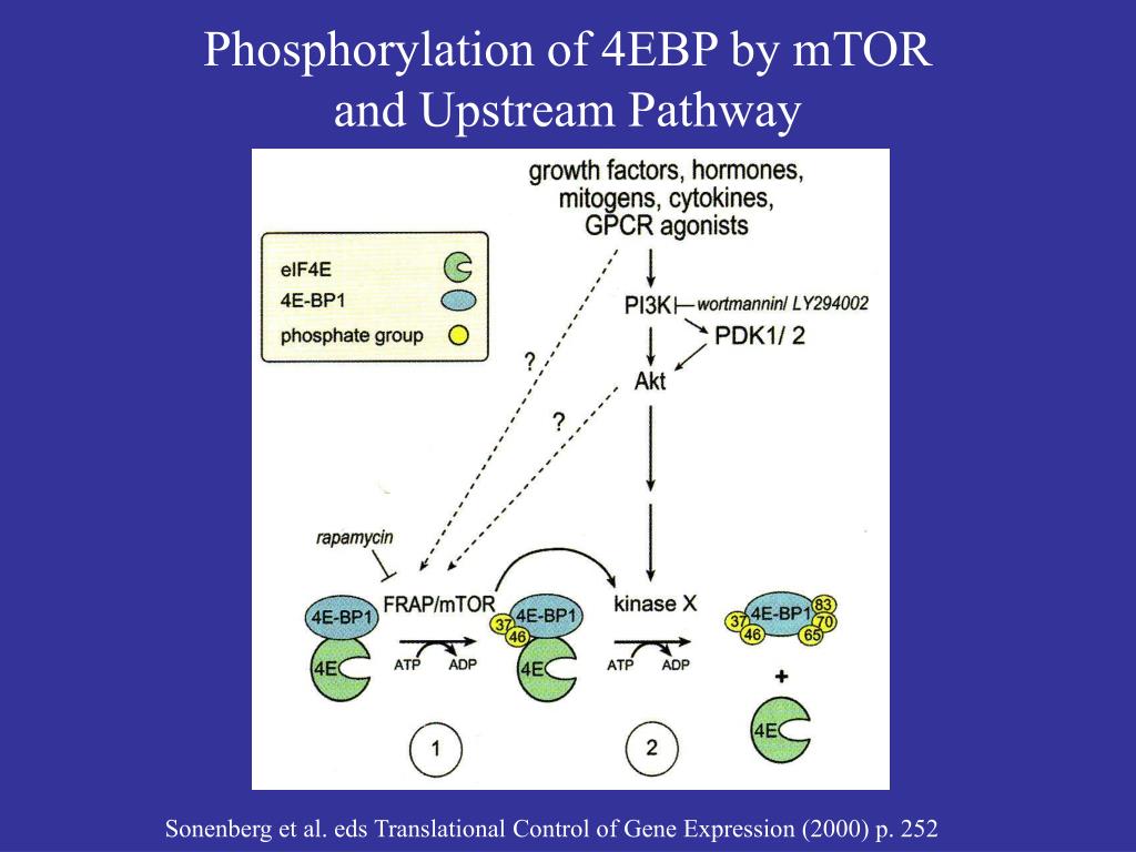 PPT - Regulation of Protein Translation PowerPoint Presentation, free ...