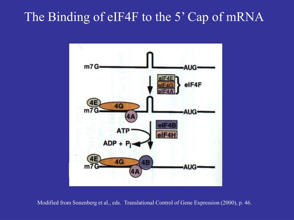 PPT - Regulation of Protein Translation PowerPoint Presentation, free ...