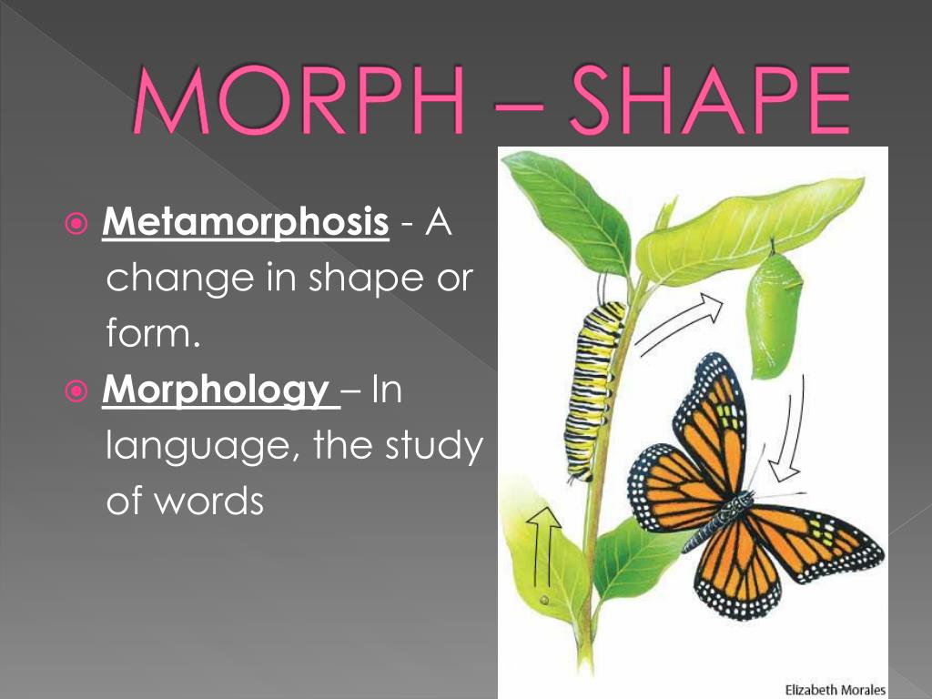 PPT - MORPH – SHAPE VEST – CLOTHES BENE – GOOD POND – WEIGHT CORP ...