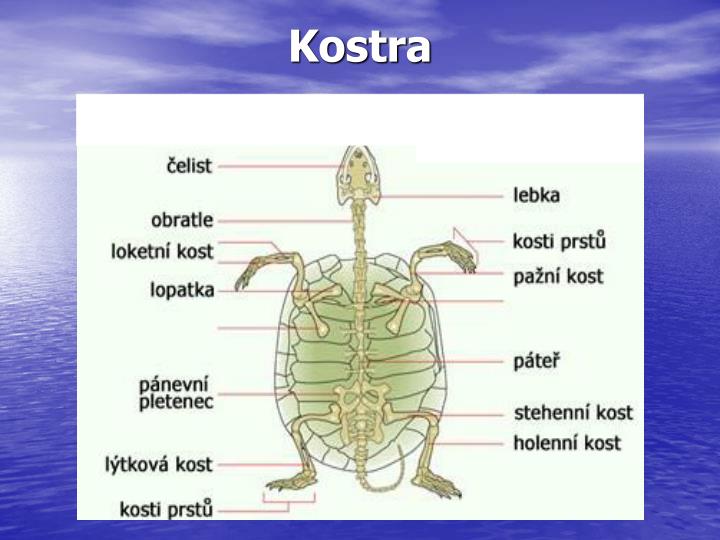 PPT - ŽELVY PowerPoint Presentation - ID:4366856