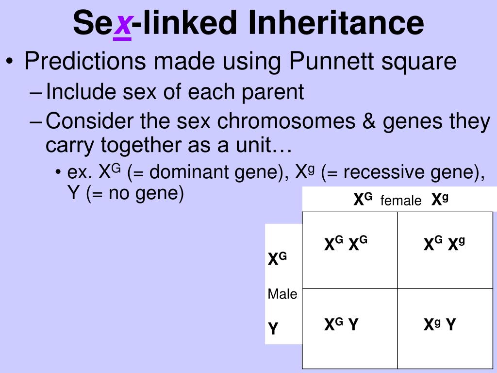 What Is A Punnett Square And Why Is It Useful In Genetics 4 Complete