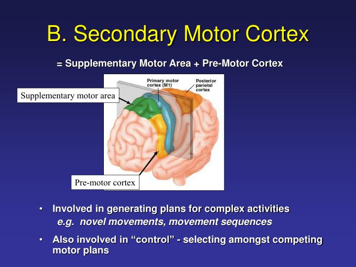 PPT - Higher Motor Control PowerPoint Presentation - ID:4366977