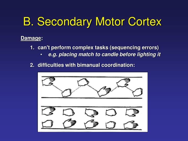 PPT - Higher Motor Control PowerPoint Presentation - ID:4366977