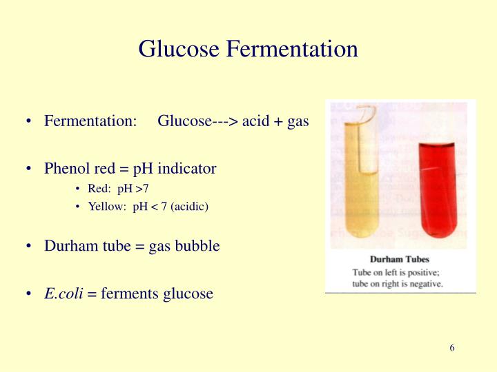 PPT - Physiological Characteristics PowerPoint Presentation - ID:4367535