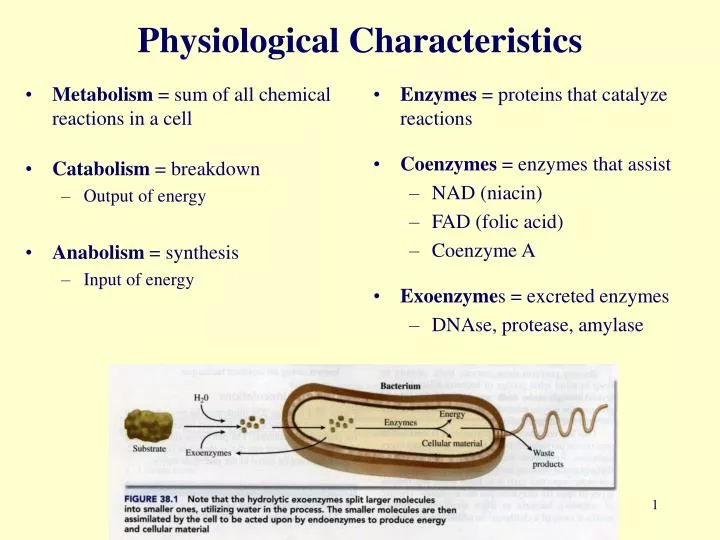 PPT - Physiological Characteristics PowerPoint Presentation, free ...