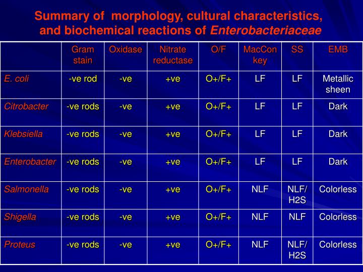 PPT - Enterobacteriaceae PowerPoint Presentation - ID:4367544
