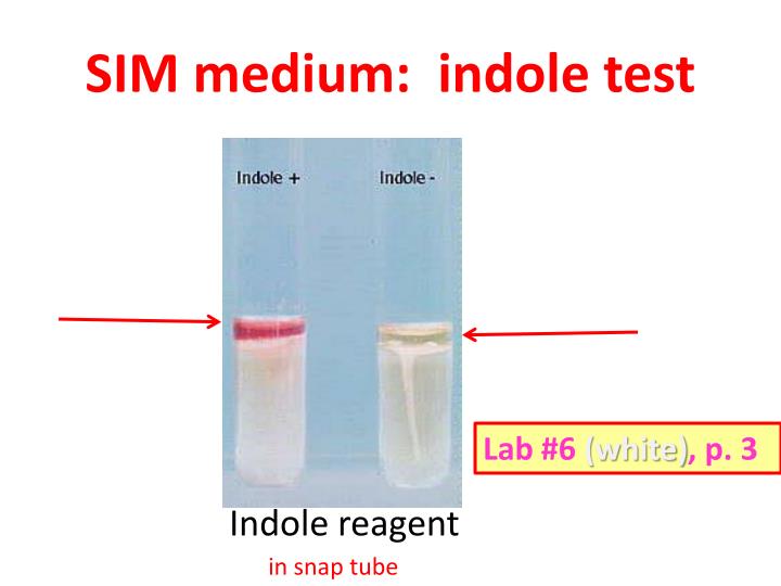 Sim Medium Test IMViC Test: Methyl Red Test #microbiology #bacteria
