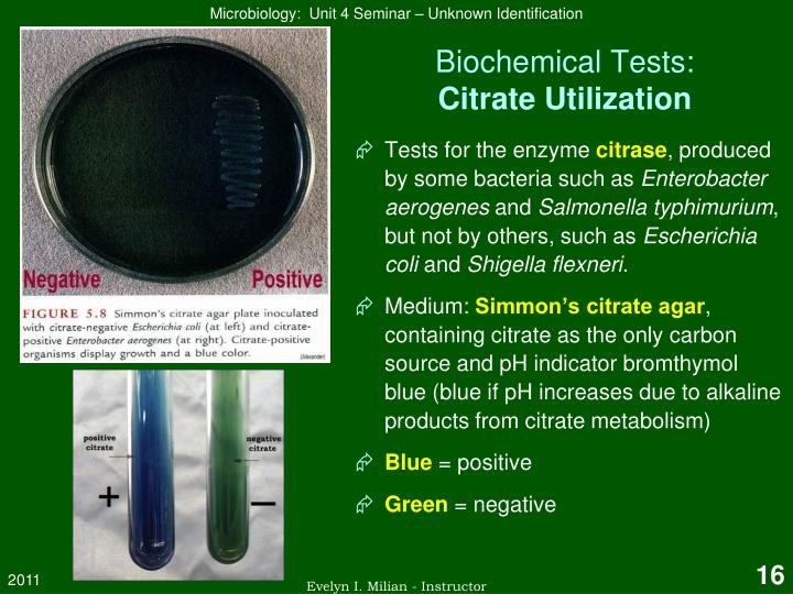 PPT - Unit 4 Seminar: Unknown Identification PowerPoint Presentation ...