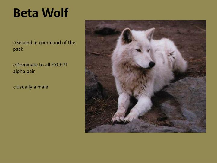 PPT - WOLVES PowerPoint Presentation - ID:4368403