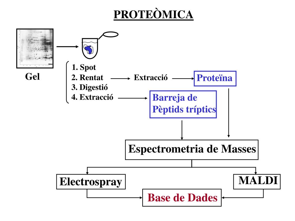PPT - La Espectrometria de Masas en la Identificación de Proteinas PowerPoint Presentation - ID ...