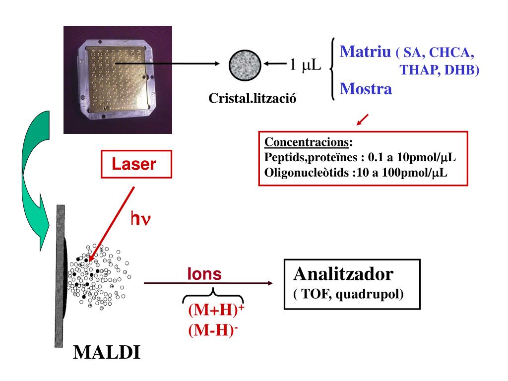 PPT - La Espectrometria de Masas en la Identificación de Proteinas PowerPoint Presentation - ID ...
