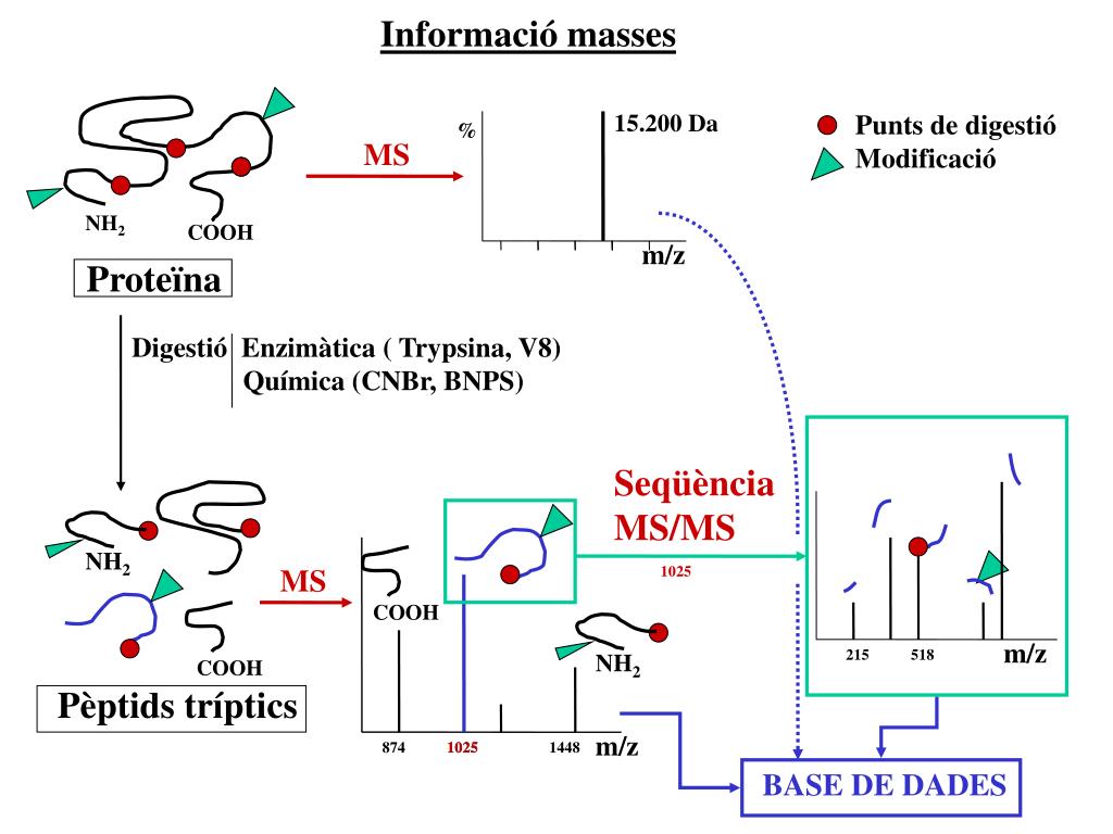PPT - La Espectrometria de Masas en la Identificación de Proteinas PowerPoint Presentation - ID ...