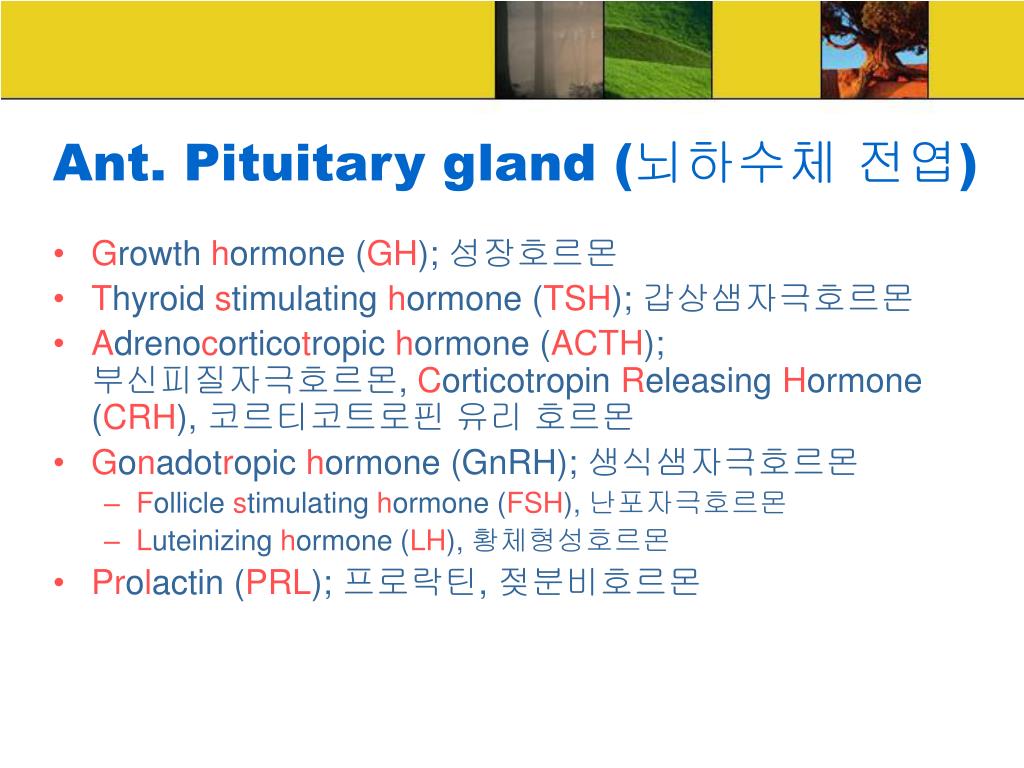 PPT - 내분비계 (Endocrine System) PowerPoint Presentation, free download ...