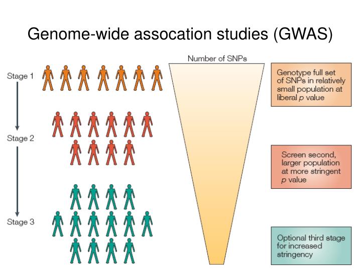 PPT - Genome-wide association studies (GWAS) PowerPoint Presentation ...