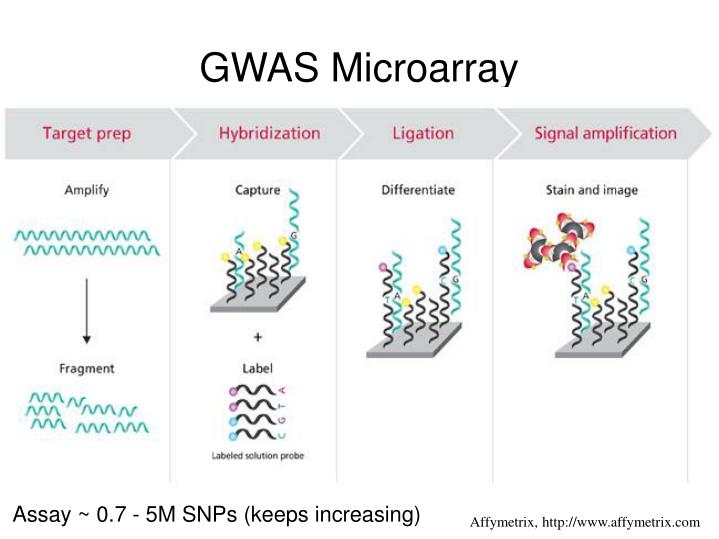 PPT - Genome-wide association studies (GWAS) PowerPoint Presentation ...