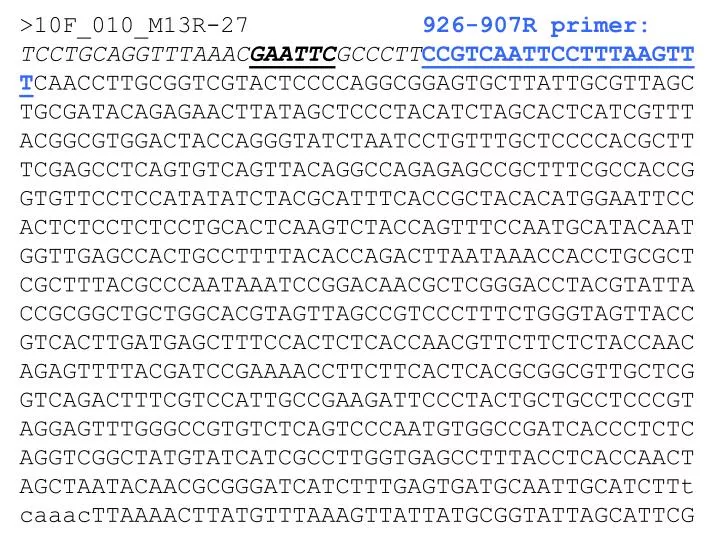 PPT - >10F_010_M13R-27 926-907R primer: PowerPoint Presentation, free ...