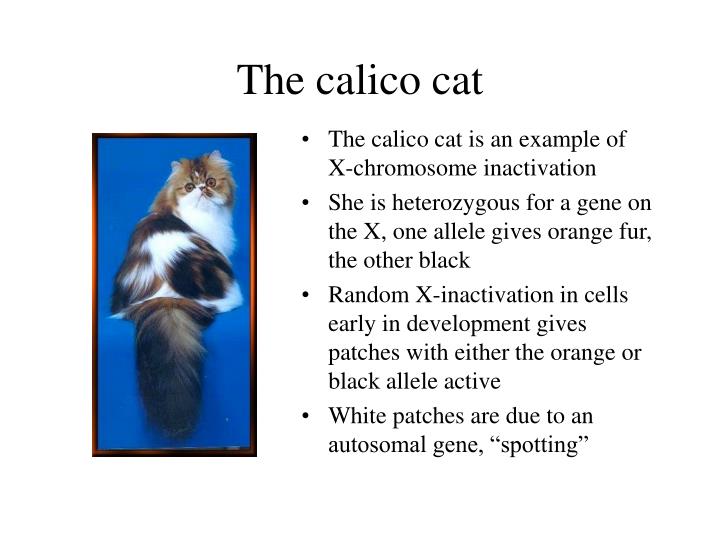 PPT - Epigenetic phenomena PowerPoint Presentation - ID:4373442