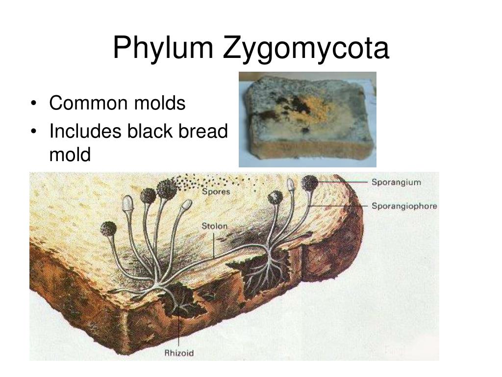 PPT - We will study four phyla of fungi classified by their structure ...