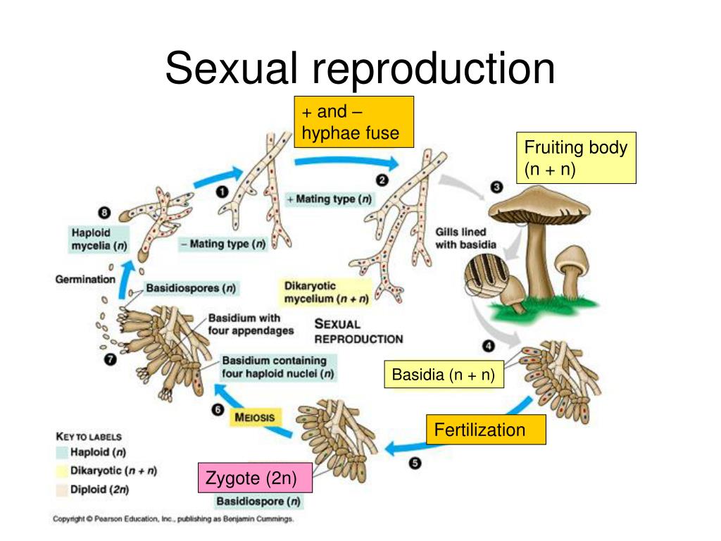 PPT - We will study four phyla of fungi classified by their structure ...