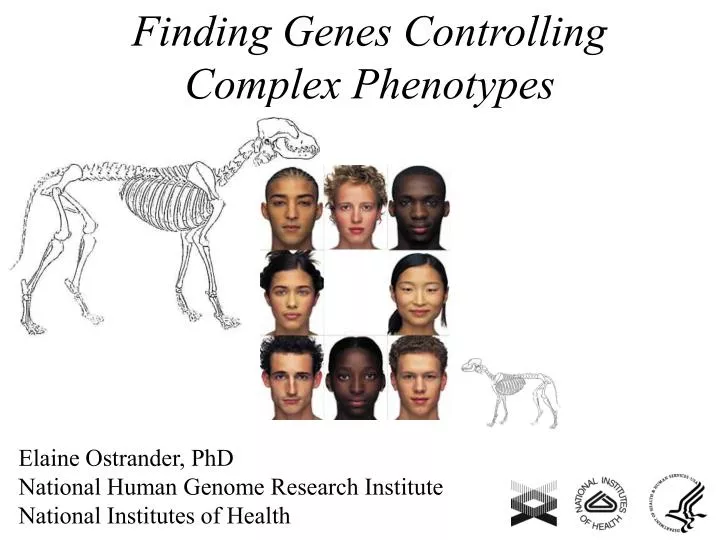 PPT - Finding Genes Controlling Complex Phenotypes PowerPoint ...