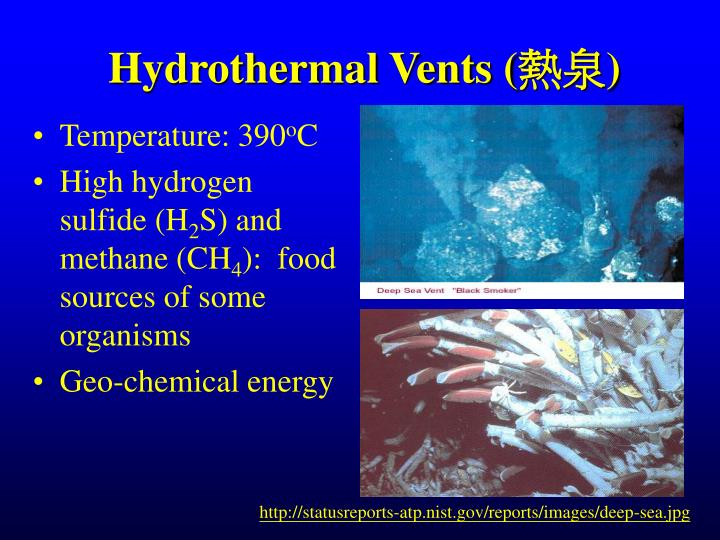 Hydrothermal Vent Model