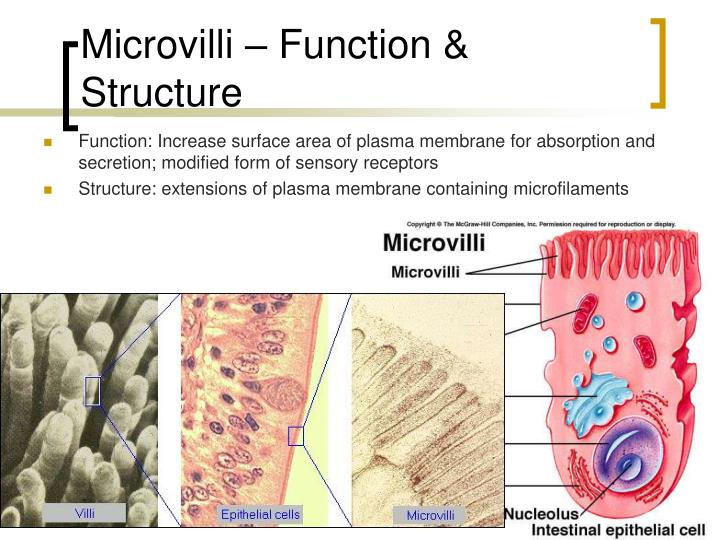 PPT - Chapter 3 Cell Biology & Genetics PowerPoint Presentation - ID ...
